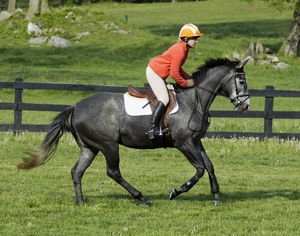 How Long Does It Take To Learn To Gallop On A Horse